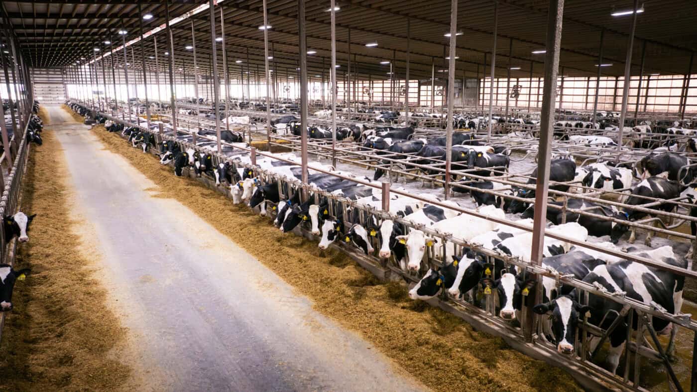 Magnesium for Cattle: Boost Herd Health and Performance | GLC Minerals