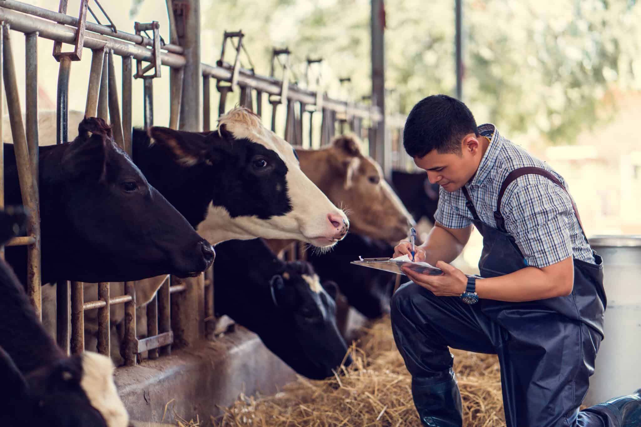Magnesium for Cattle: Boost Herd Health and Performance | GLC Minerals
